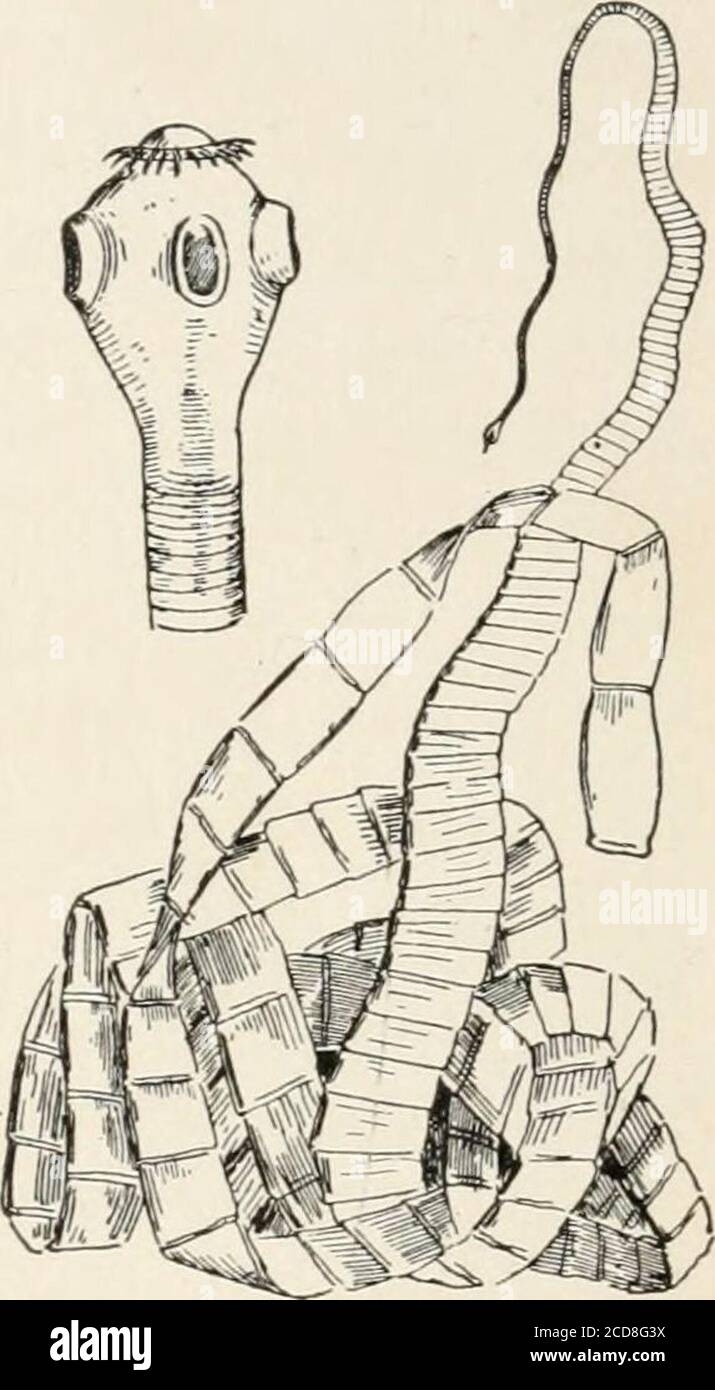 . Evolution and animal life; an elementary discussion of facts ...
