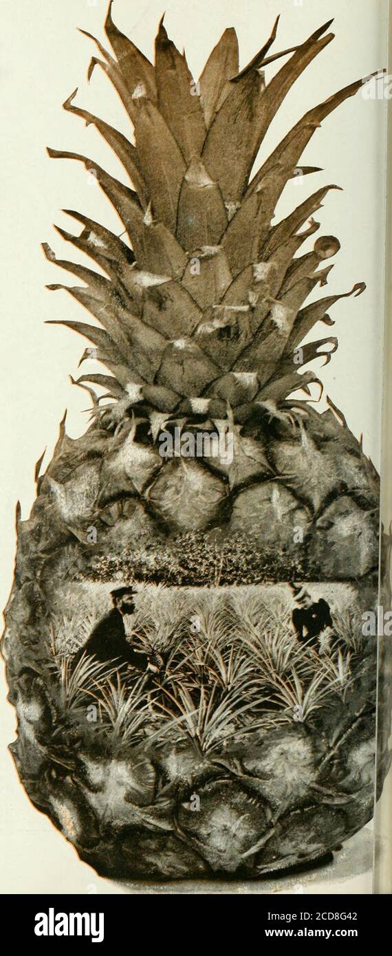 . The Pharmaceutical era . THE ALHAMBRA KOHINOOR LIQUID CARBONIC ACID ...