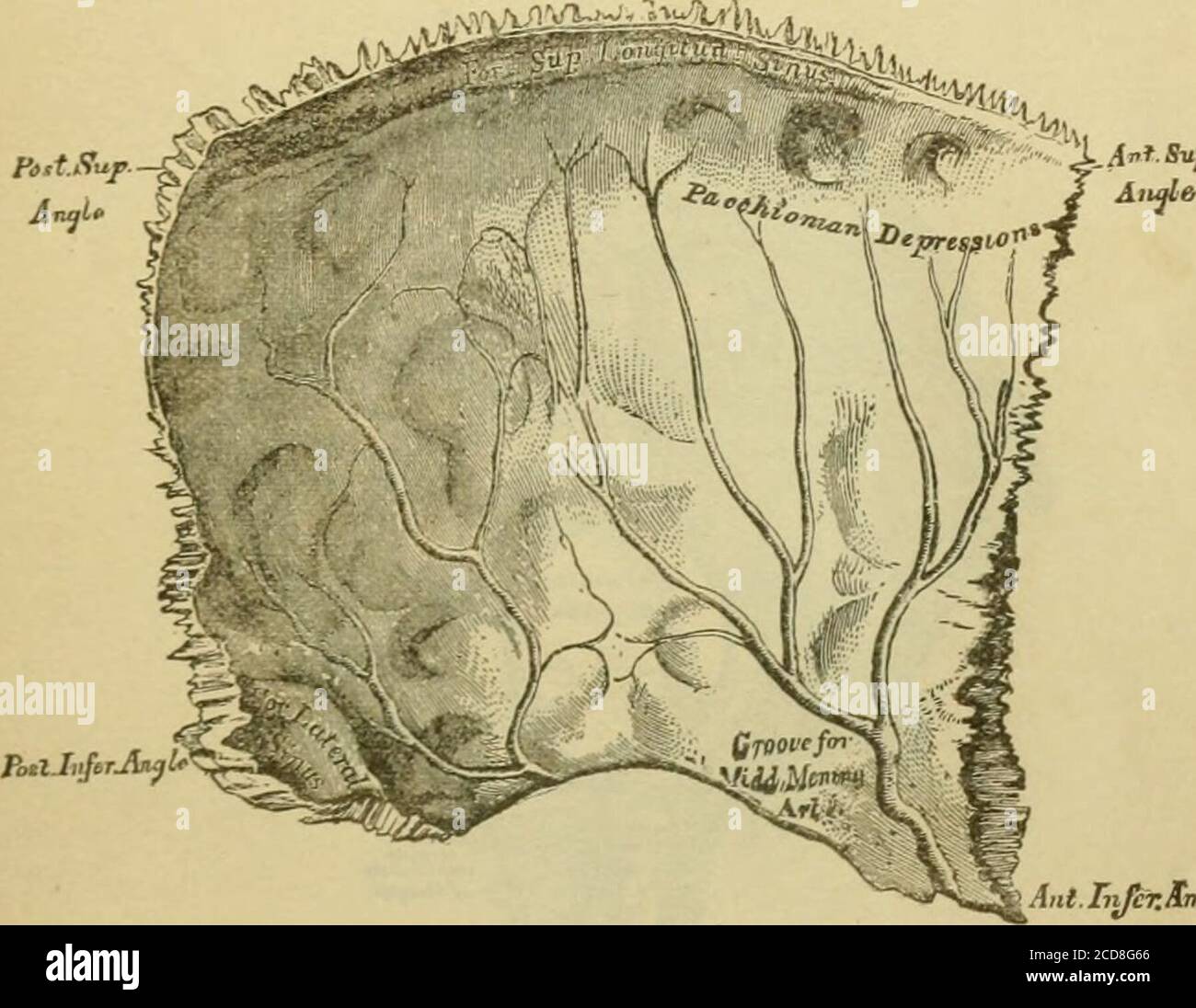 . Handbook of anatomy; being a complete compend of anatomy, including ...