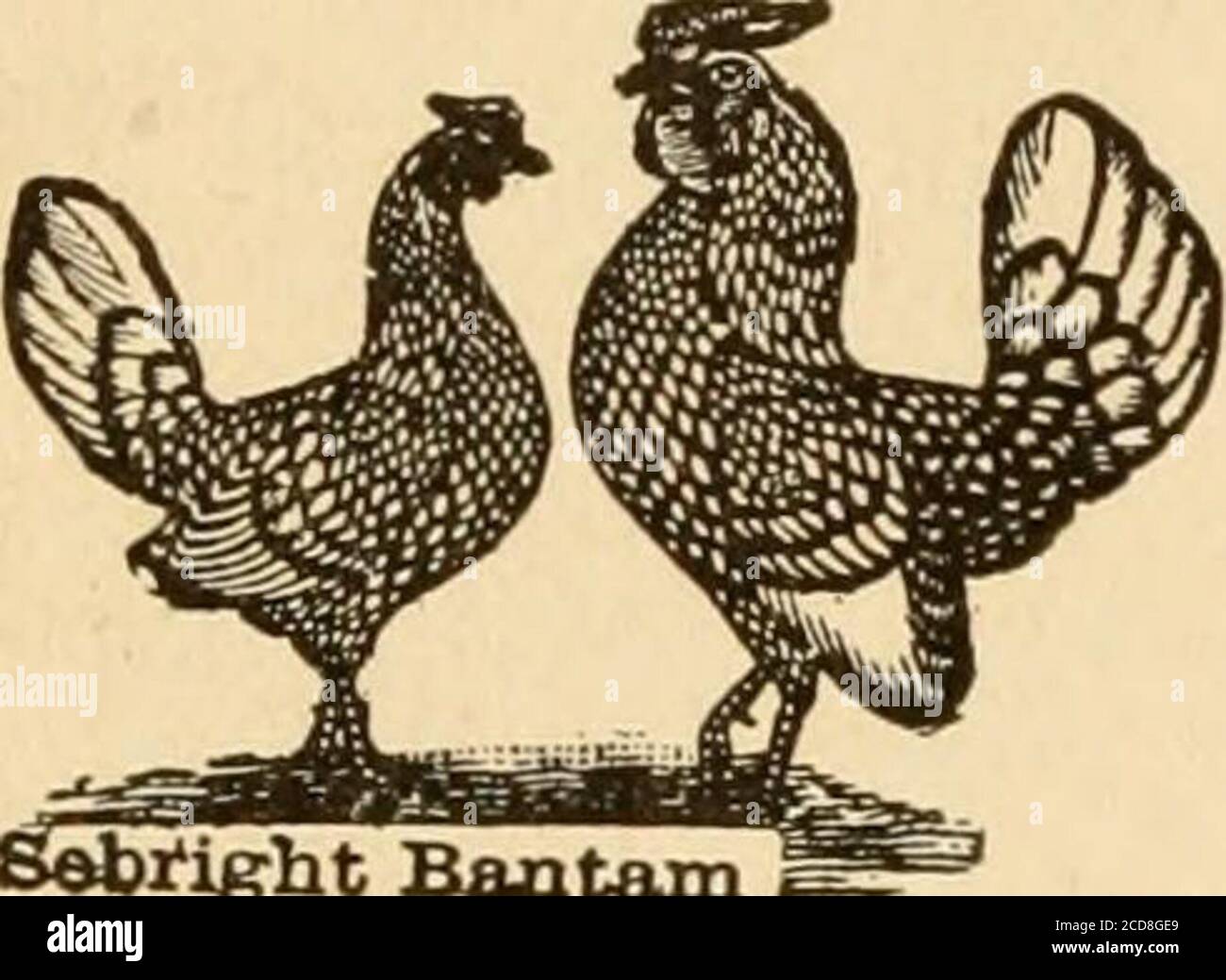 Sebright bantam hi-res stock photography and images - Alamy