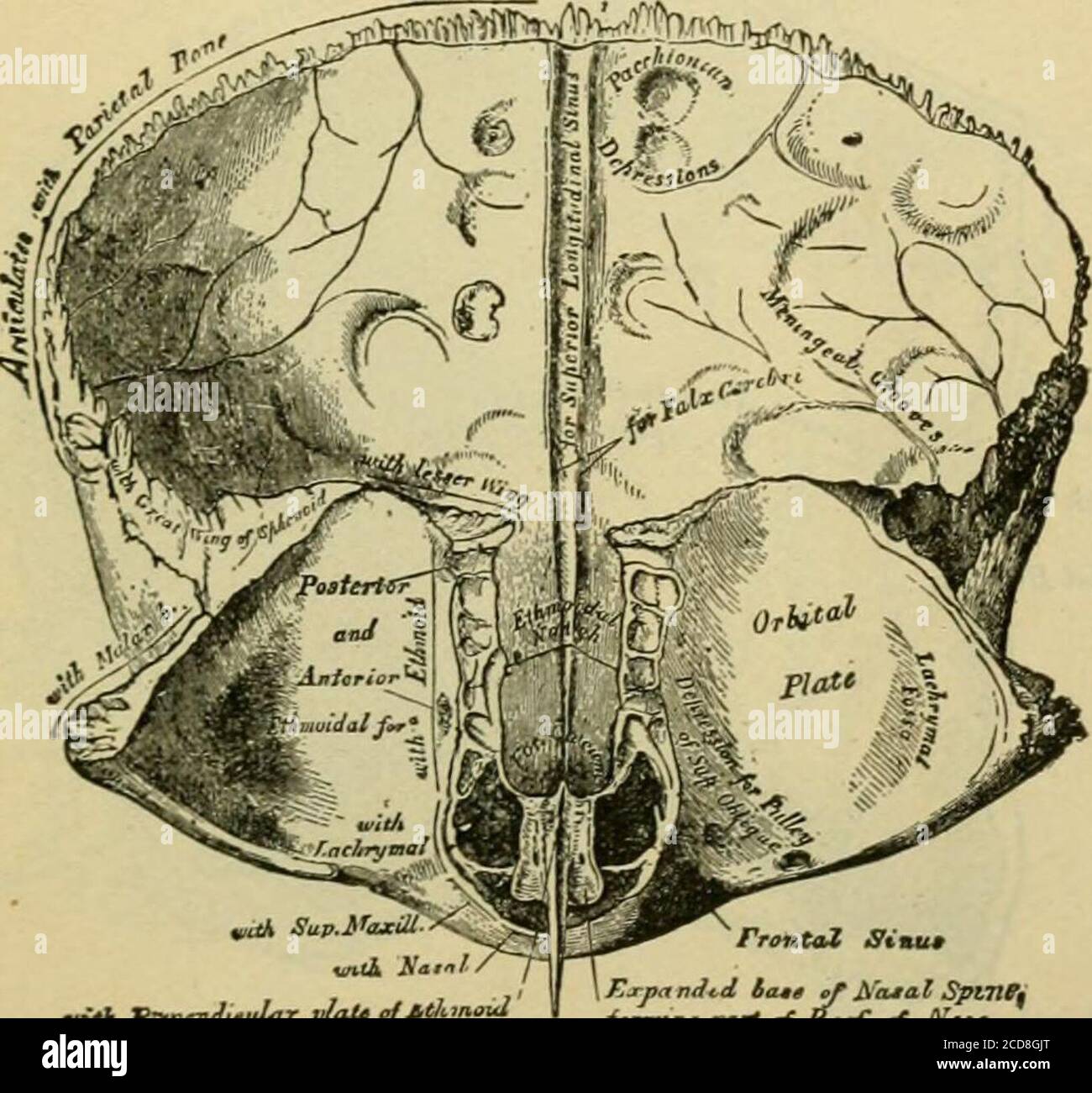 Nasal Process Of Frontal Bone