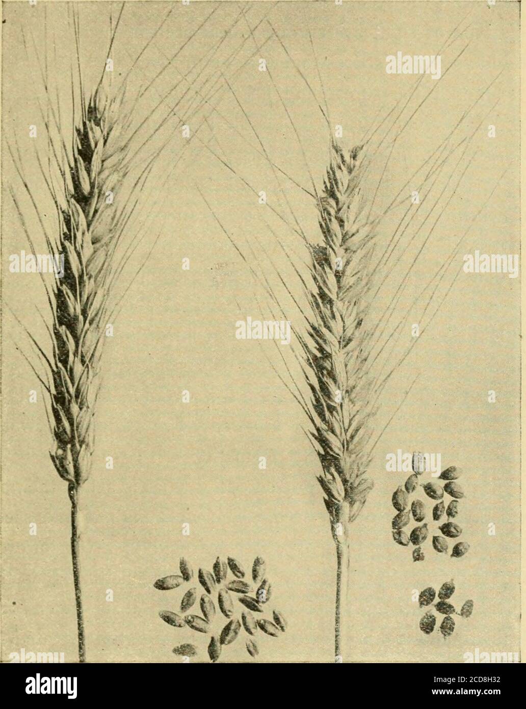 Wheat Stem Rust High Resolution Stock Photography and Images - Alamy