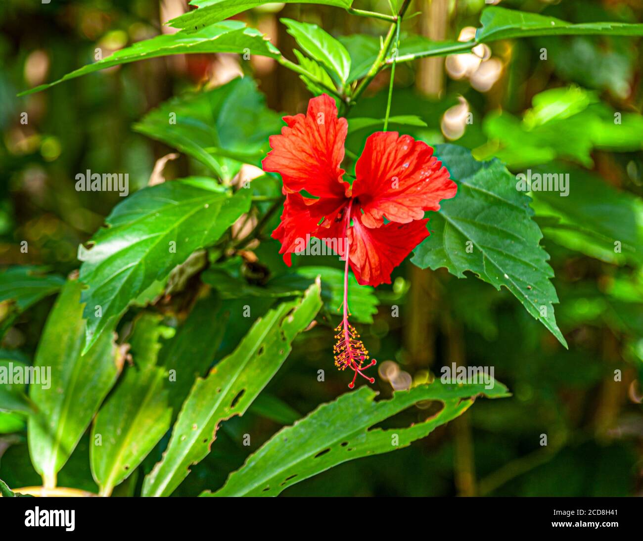 Flowers of Costa Rica Stock Photo - Alamy