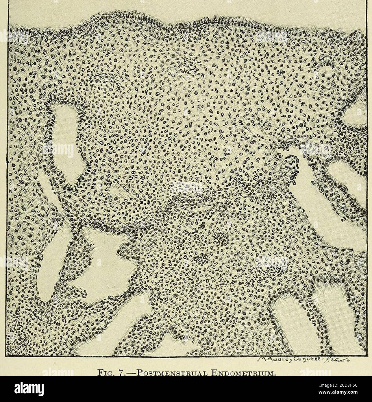Mucus cervical hi-res stock photography and images - Alamy