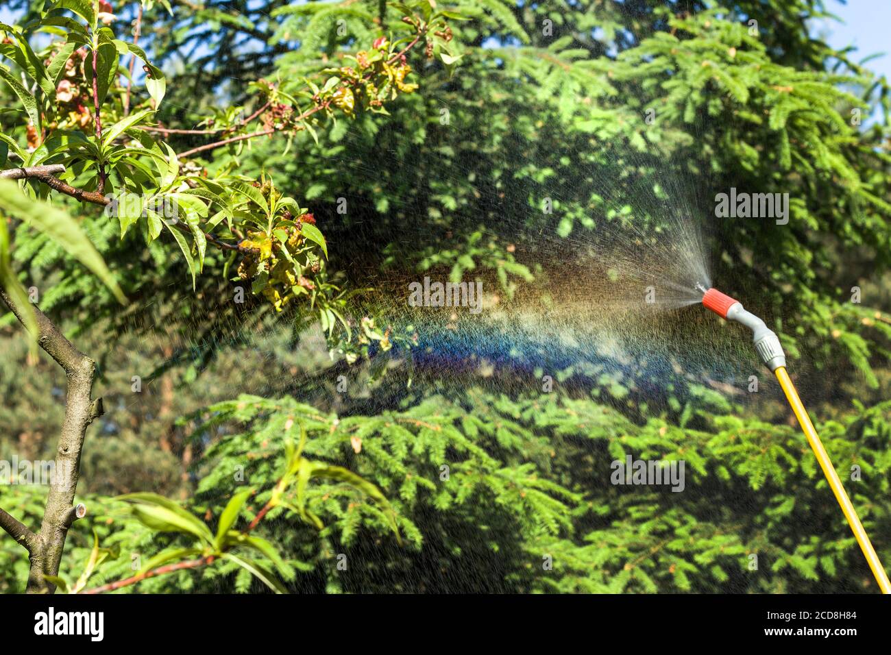 Peach tree fruit drop hi-res stock photography and images - Alamy