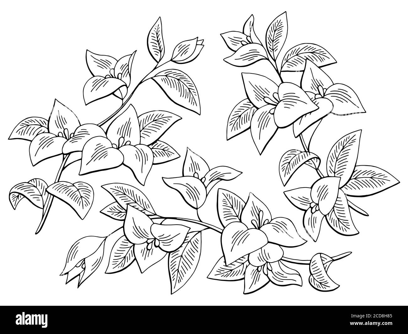 Bougainvillea Flower Drawing