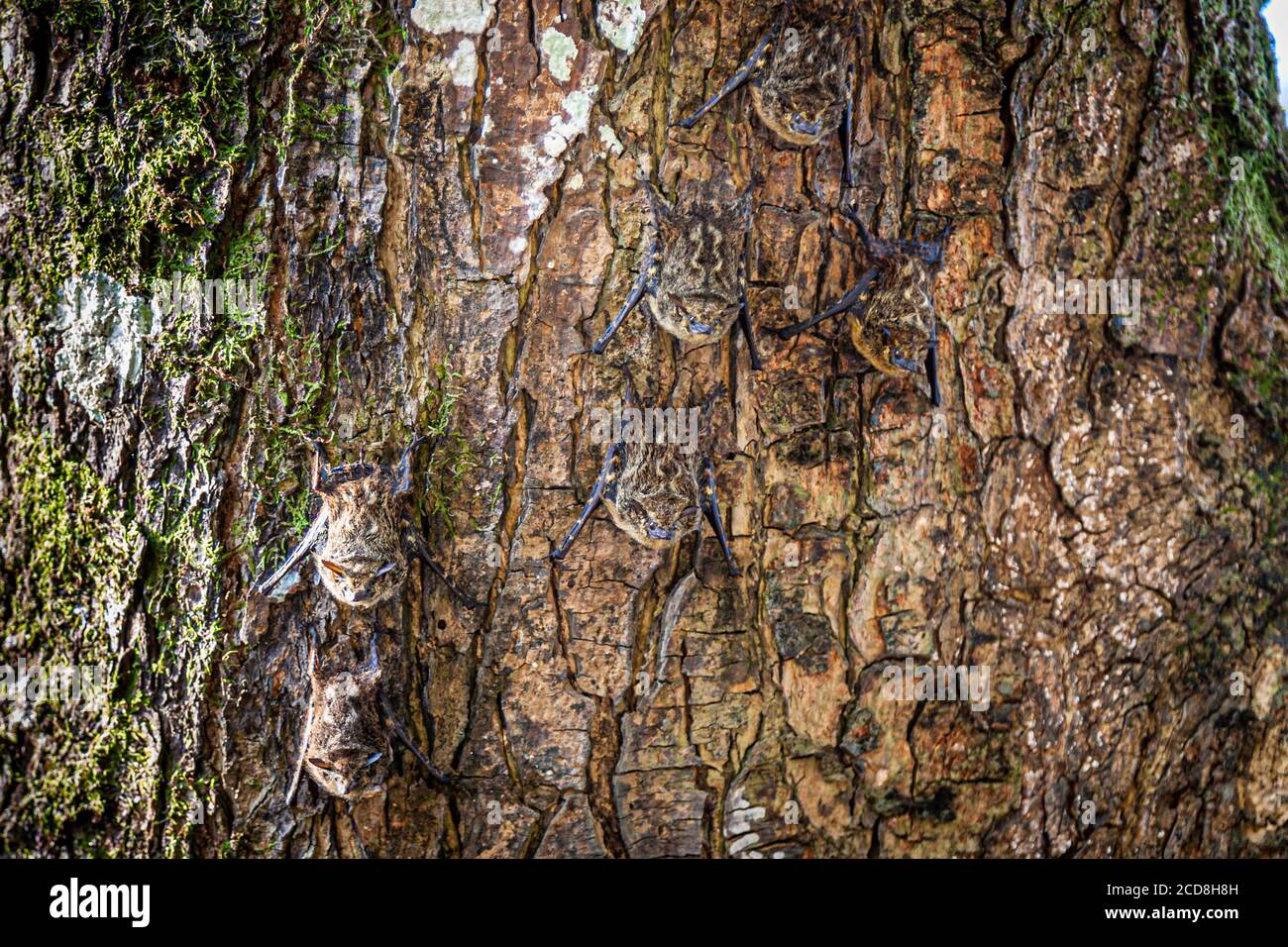 Bats Biosphere Citizen Scientist Project Camp to save Sea Turtles in ...