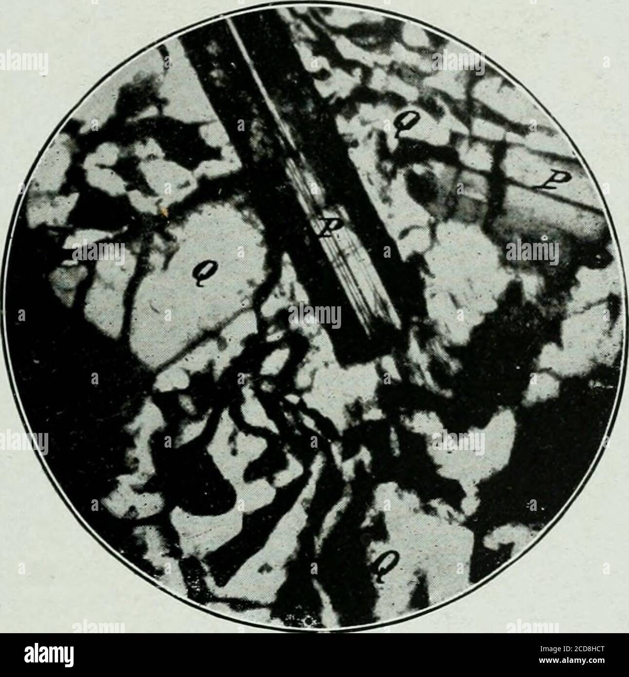 Diabase thin section hi-res stock photography and images - Alamy