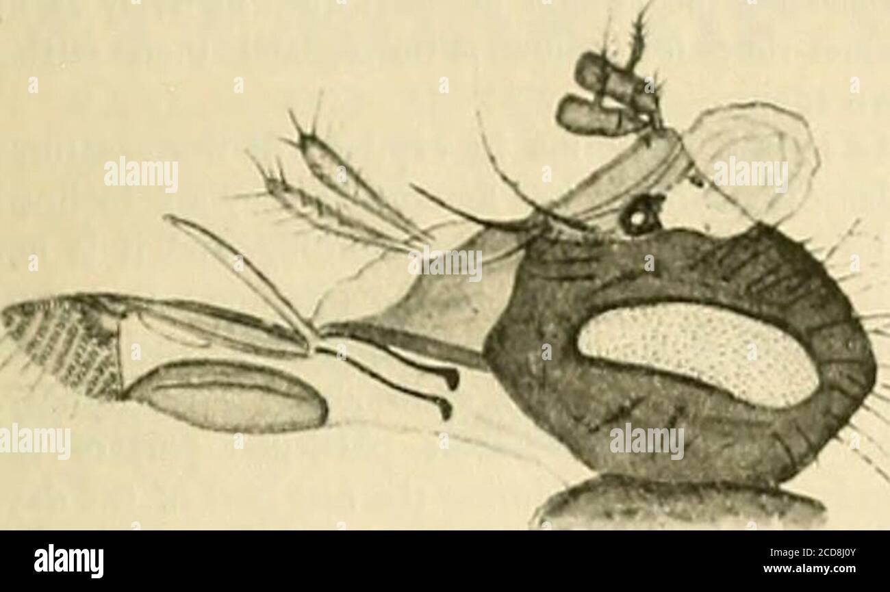 . Science-gossip . expandsthe ptilinum, which is seen to project as if ...