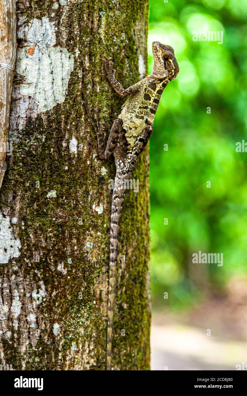 Lizard in Costa Rica Stock Photo - Alamy