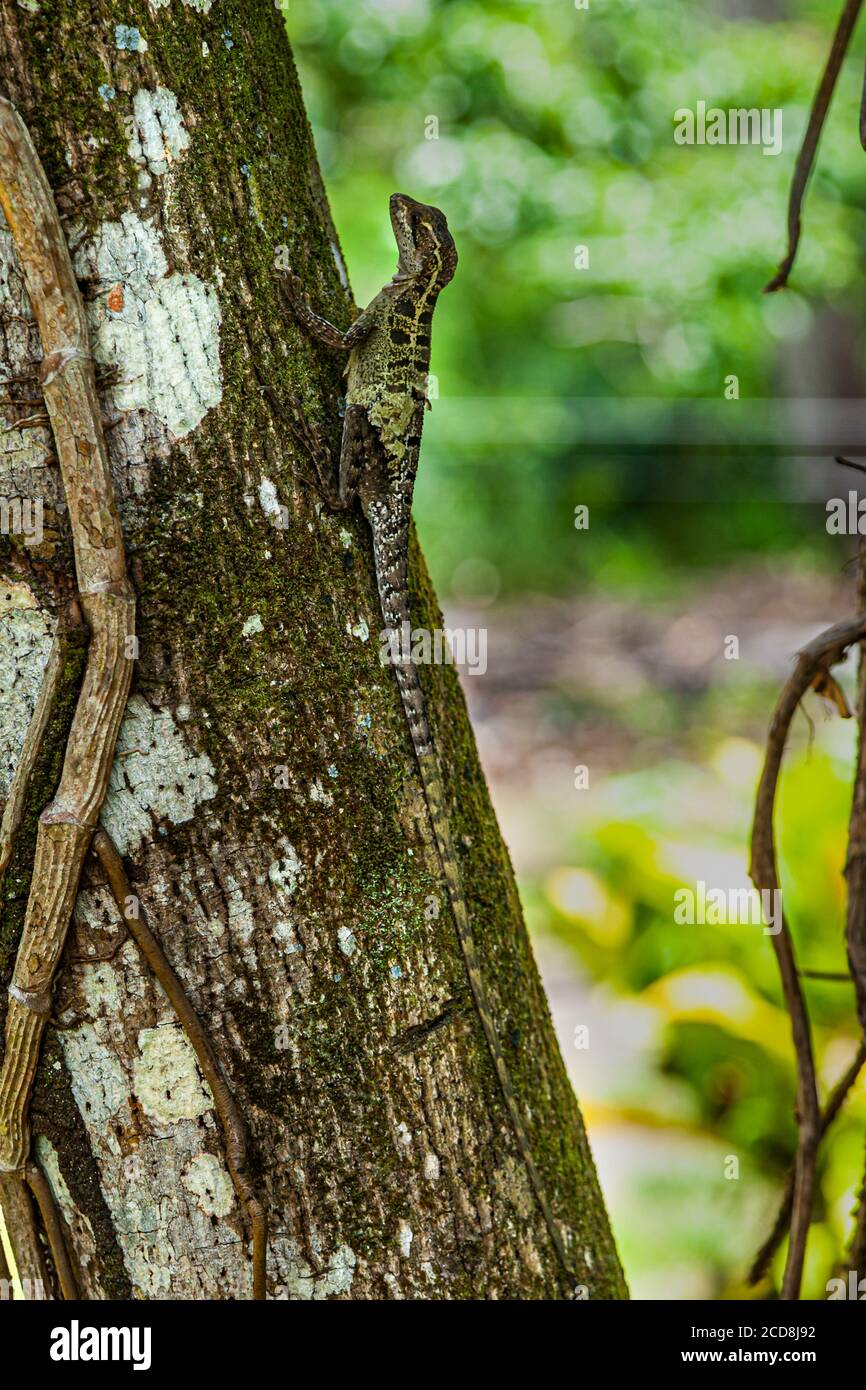 Lizard growth hi-res stock photography and images - Alamy