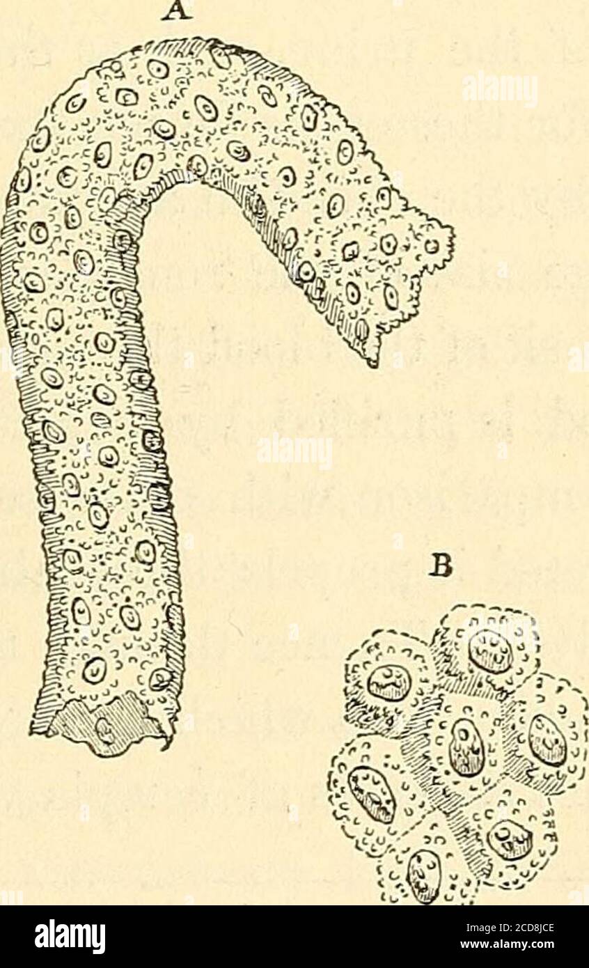 . Hand-book of physiology . pillary circulation over the urine-tubes ...