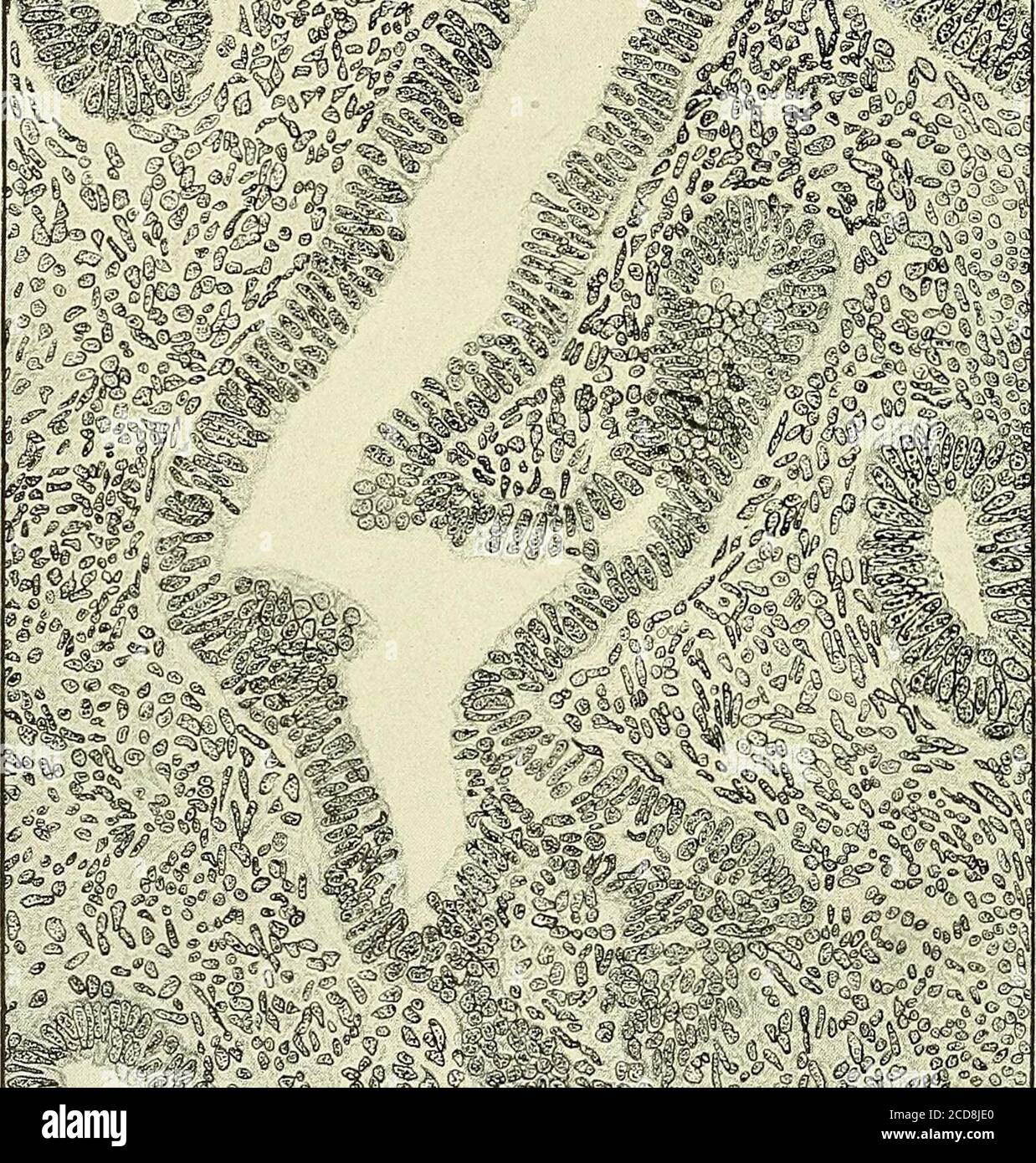 . Gynecology : . ,,„ ^. Fig. 2.—Premenstrual Endometrium.High power ...