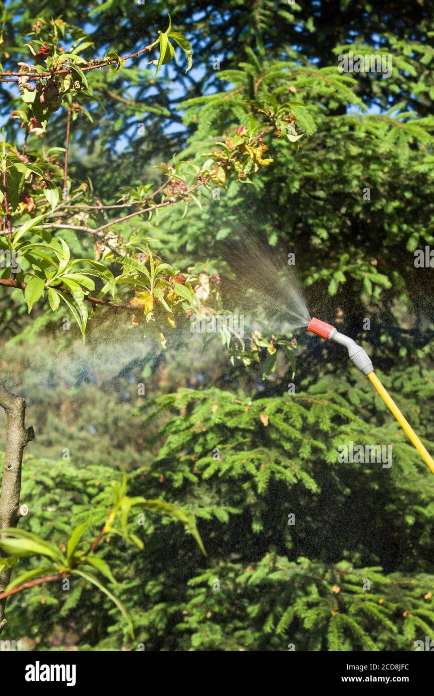 Spraying a sick fruit tree. The mist emerges from the spray lance ...