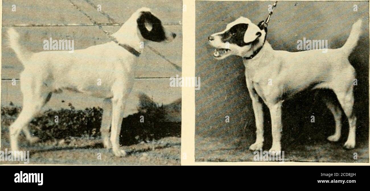 . Kennel secrets : how to breed, exhibit, and mannage dogs . STI{IH;^VS ...
