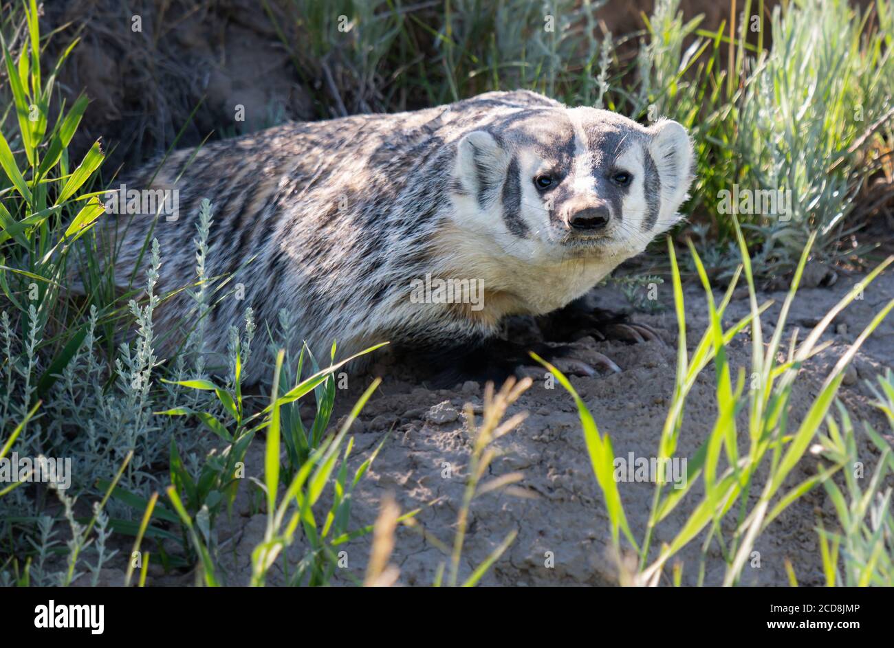 Badger in the prairies Stock Photo - Alamy