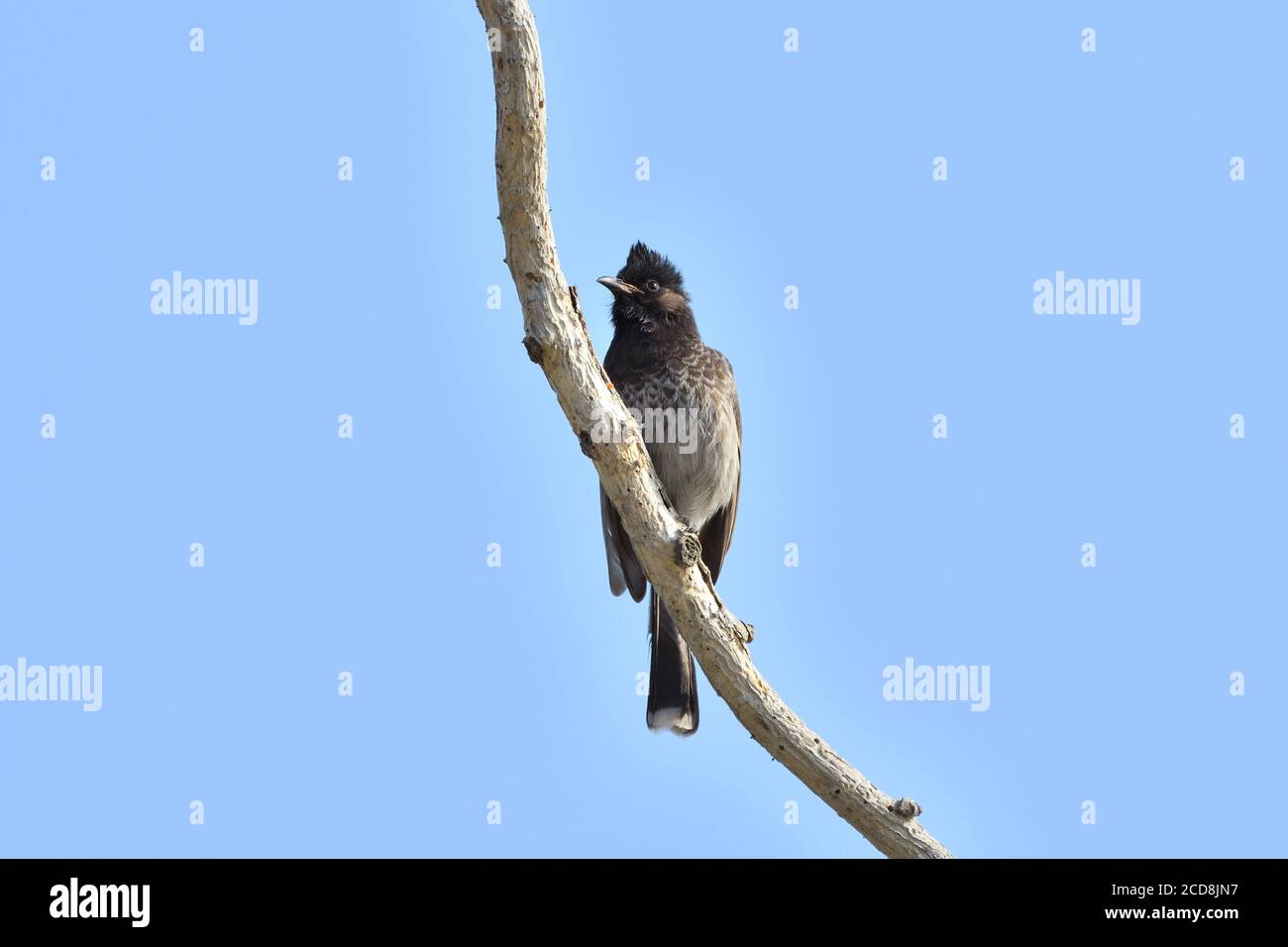 Bulbul species of india hi-res stock photography and images - Alamy