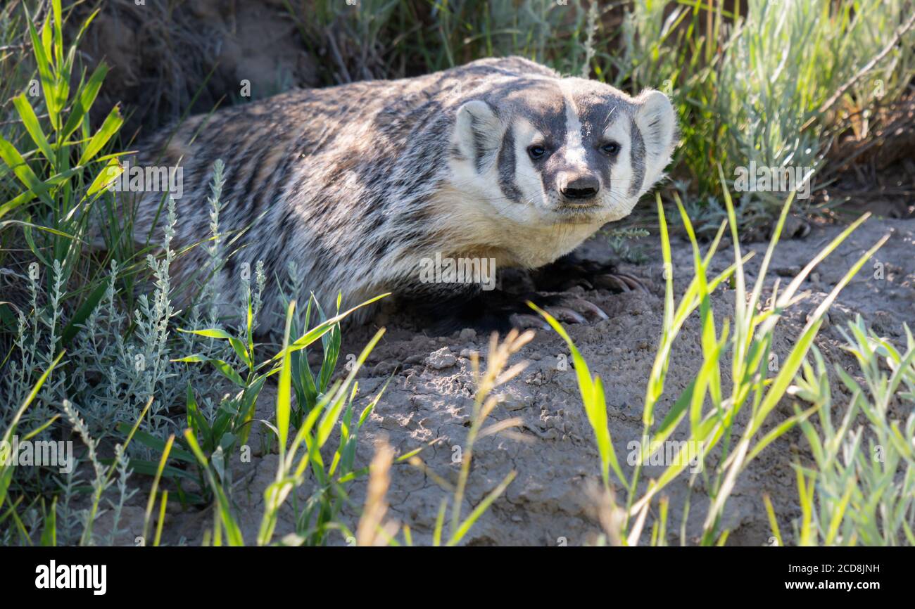 Badger in the prairies Stock Photo - Alamy
