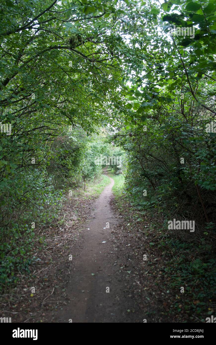 Path in the countryside with high overhanging hedges and trees each ...