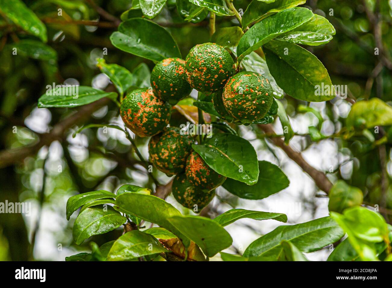 Tropical fruit appreciation hi-res stock photography and images - Alamy