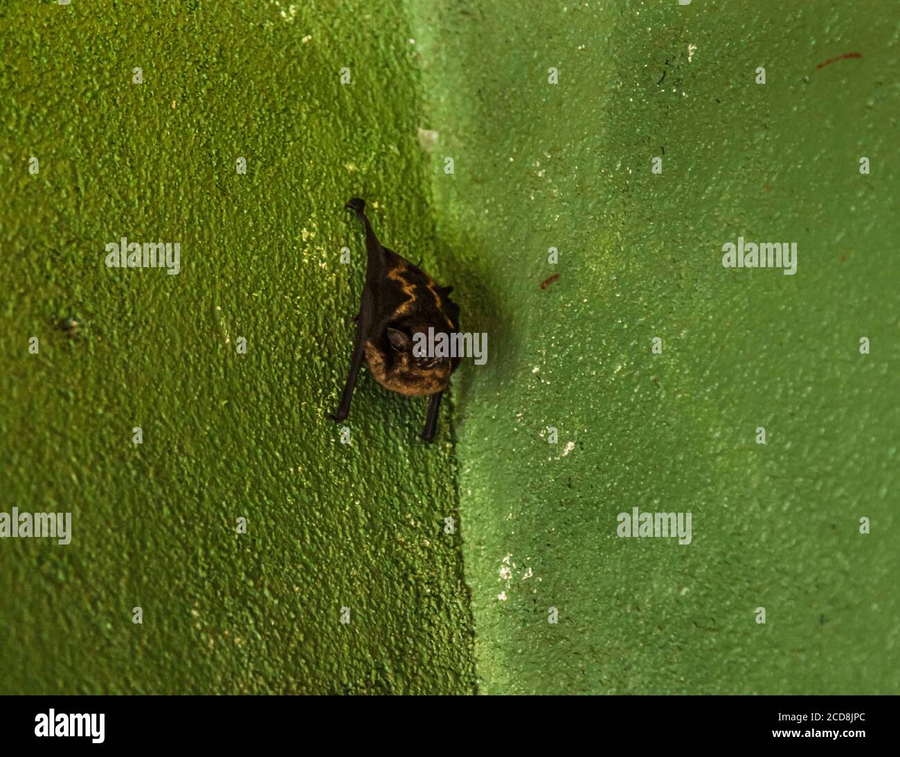 Bat on the wall in Costa Rica Stock Photo - Alamy