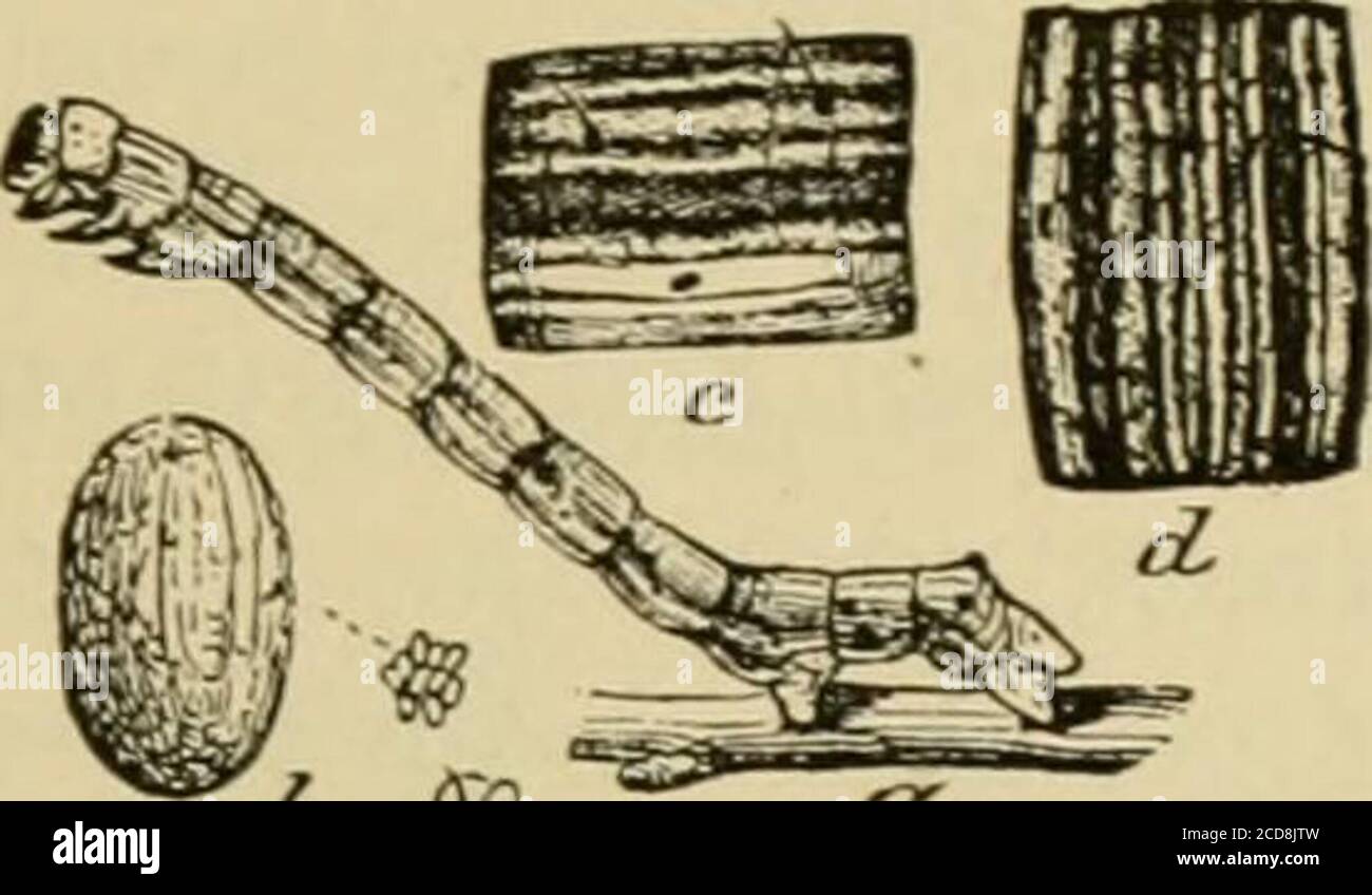 . Insect pests of farm, garden and orchard . Fig. 423. — The spring ...