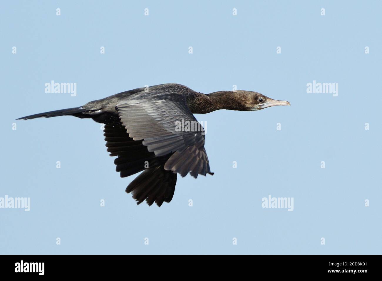 Flying under hi-res stock photography and images - Alamy
