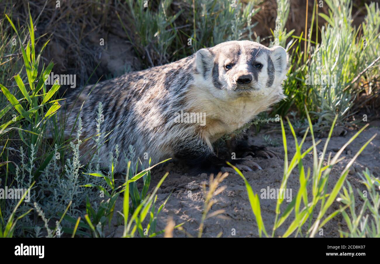 Badger in the prairies Stock Photo - Alamy