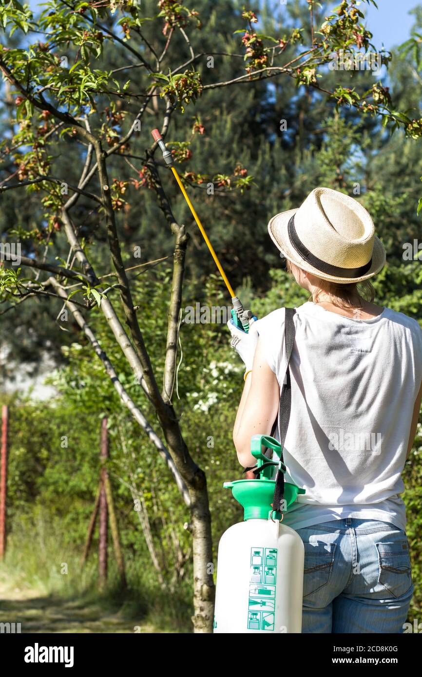 A woman is spraying a sick fruit tree with a manual sprayer Stock Photo ...
