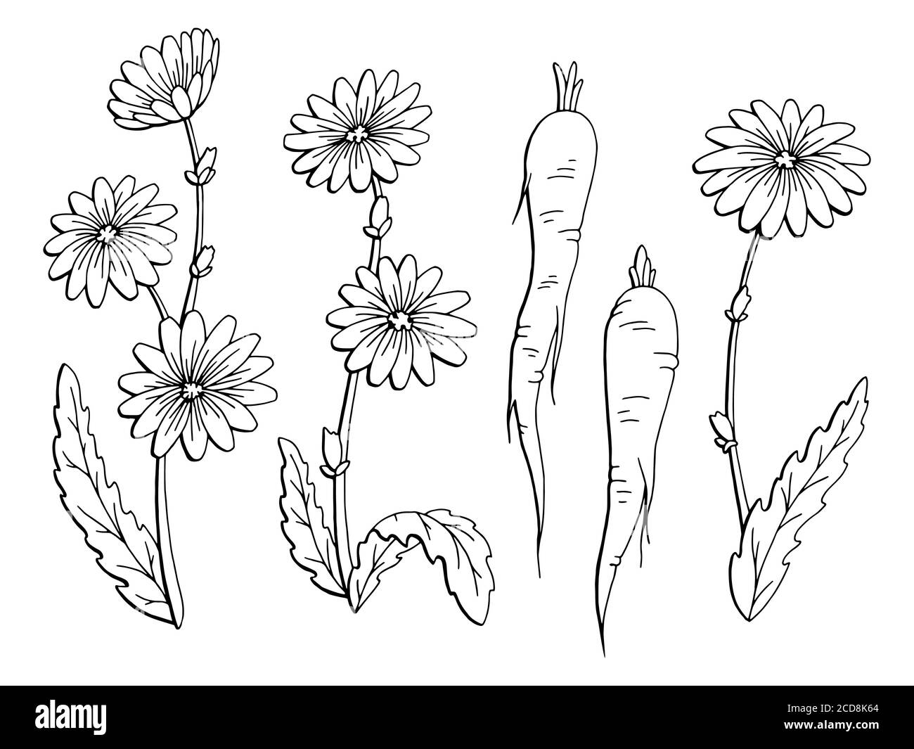 Flower Roots Sketch at Alexandra Duigan blog