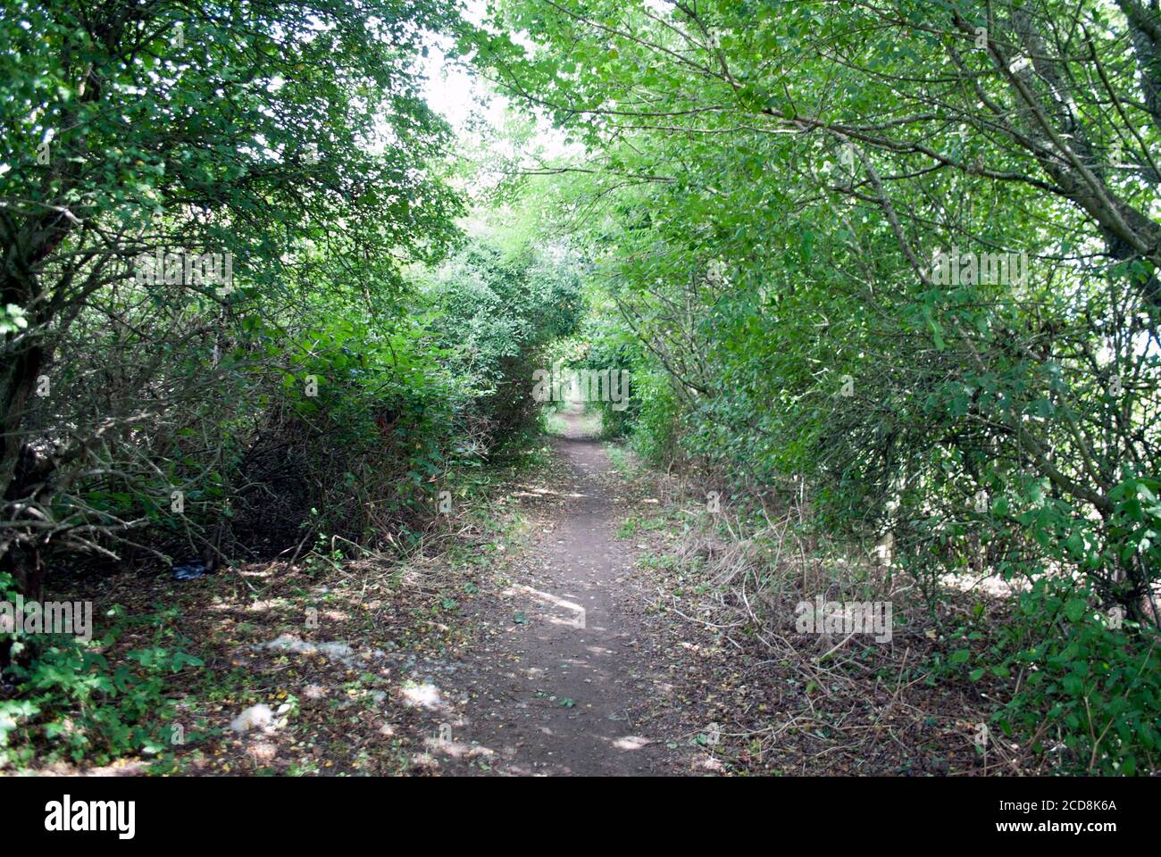 Path in the countryside with high overhanging hedges and trees each ...