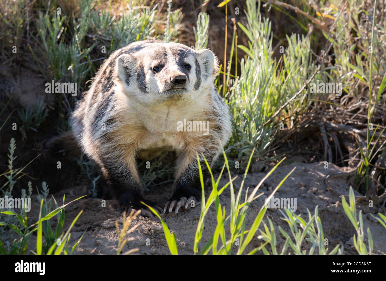 Badger in the prairies Stock Photo - Alamy