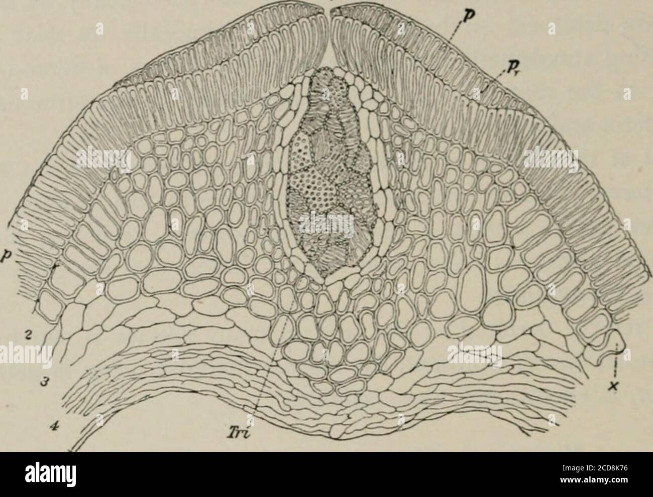 . The microscopy of vegetable foods, with special reference to the ...