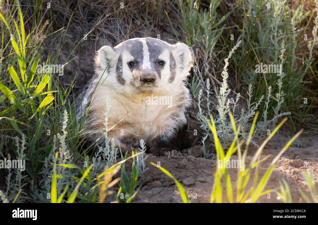 Badger in the prairies Stock Photo - Alamy