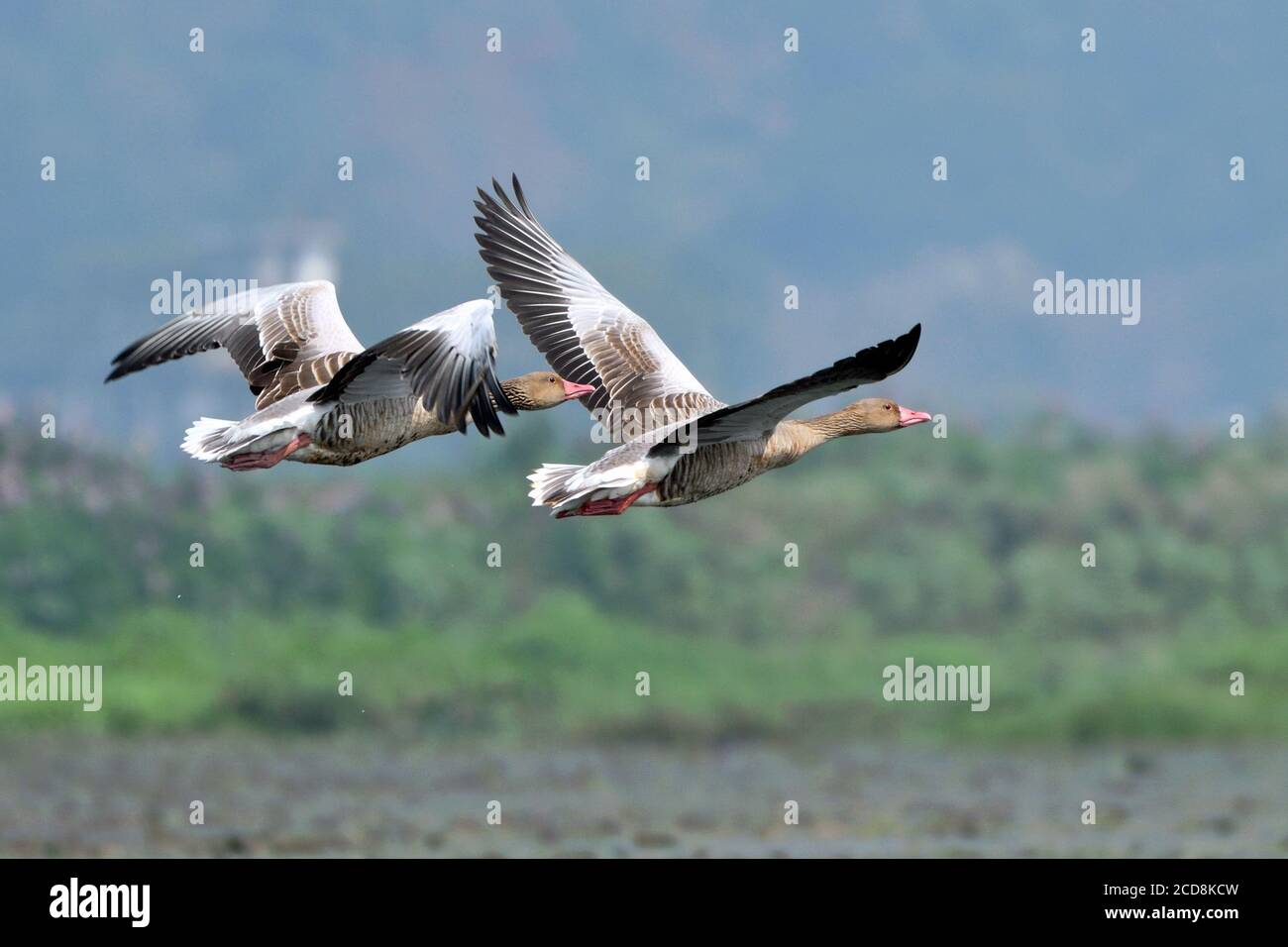 Greylag Geese Are Flying Over The Wetland Stock Photo - Alamy
