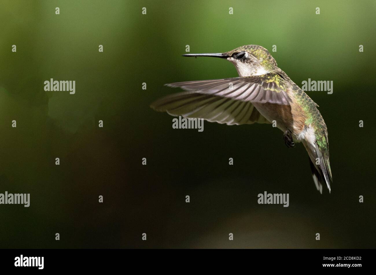 hummingbird hovering in flight Stock Photo - Alamy