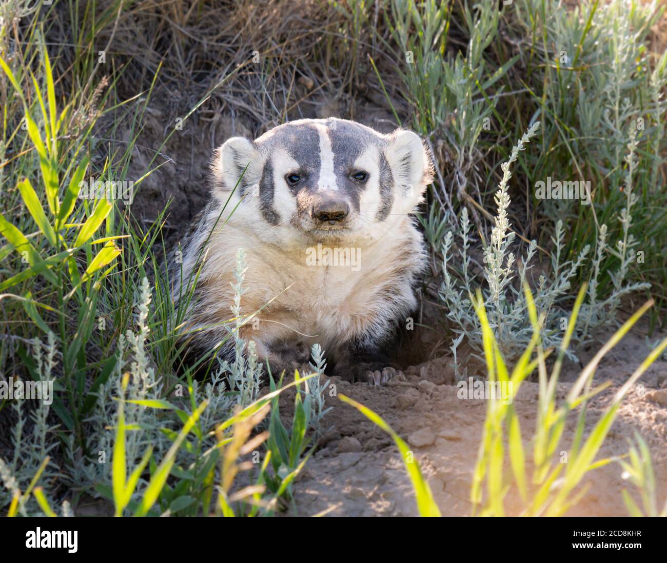 Badger in the prairies Stock Photo - Alamy