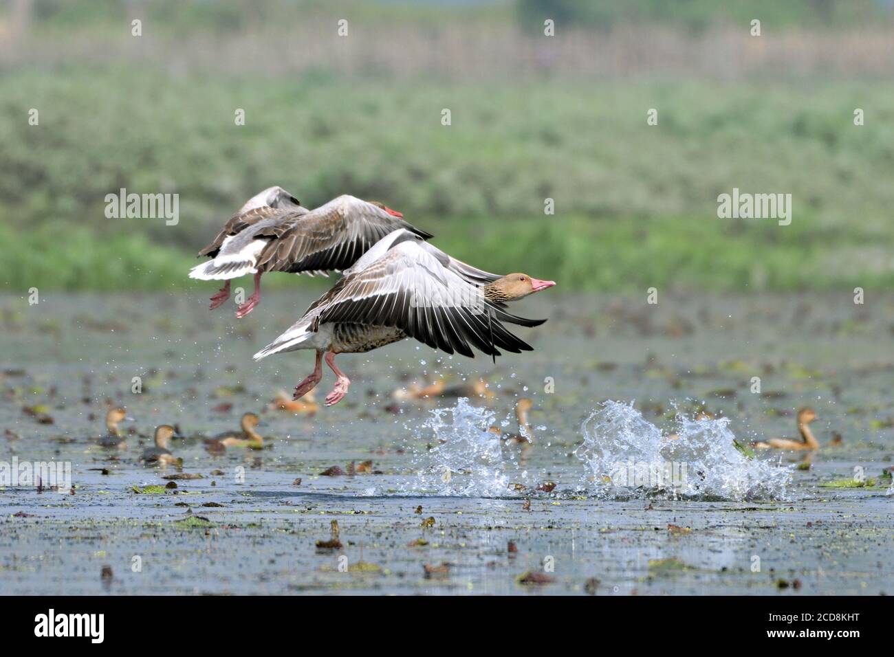 Flying white goose hi-res stock photography and images - Alamy