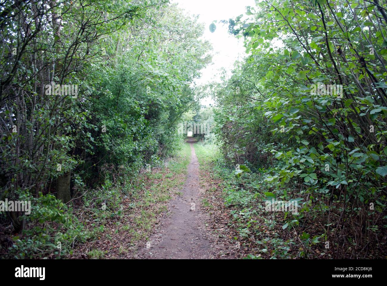 Path in the countryside with high overhanging hedges and trees each ...