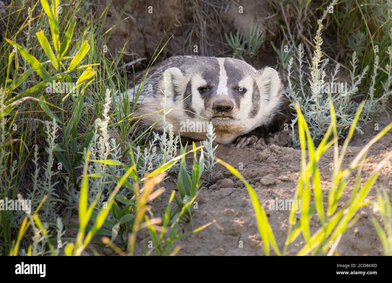 Badger in the prairies Stock Photo - Alamy