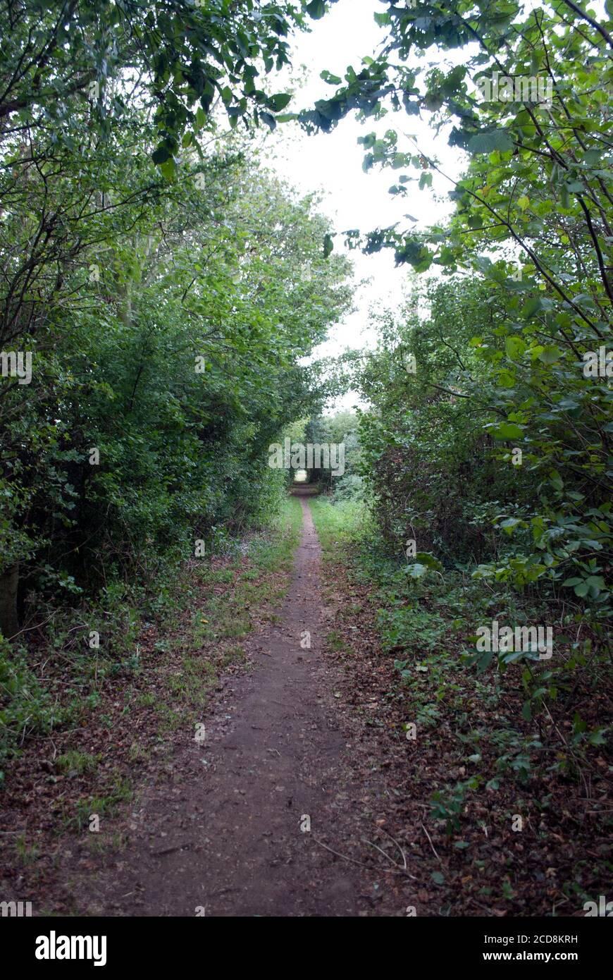 Path in the countryside with high overhanging hedges and trees each ...