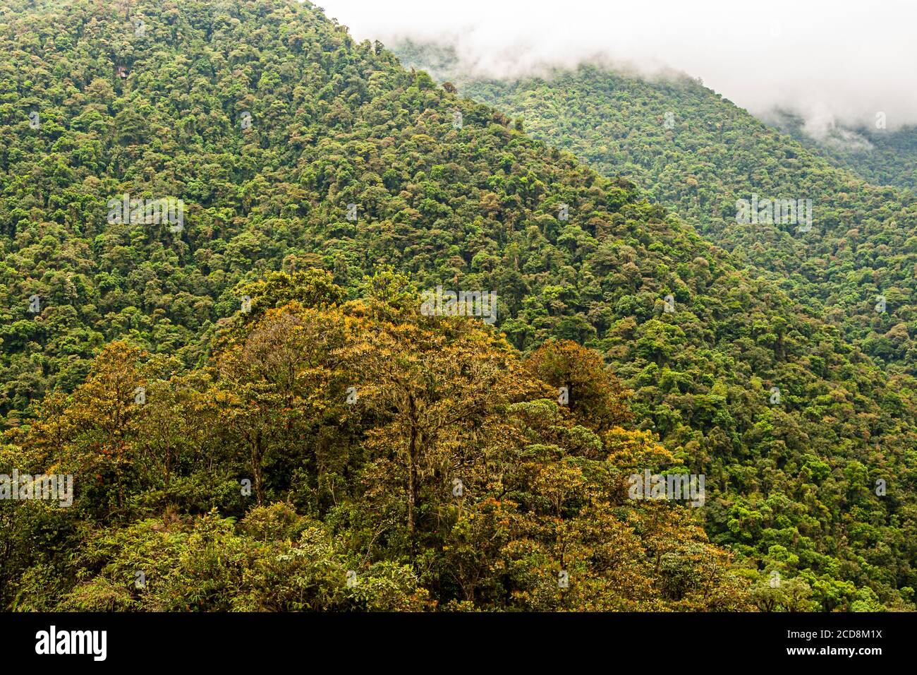 National Park of Tapanti near Orosi, Costa Rica Stock Photo - Alamy