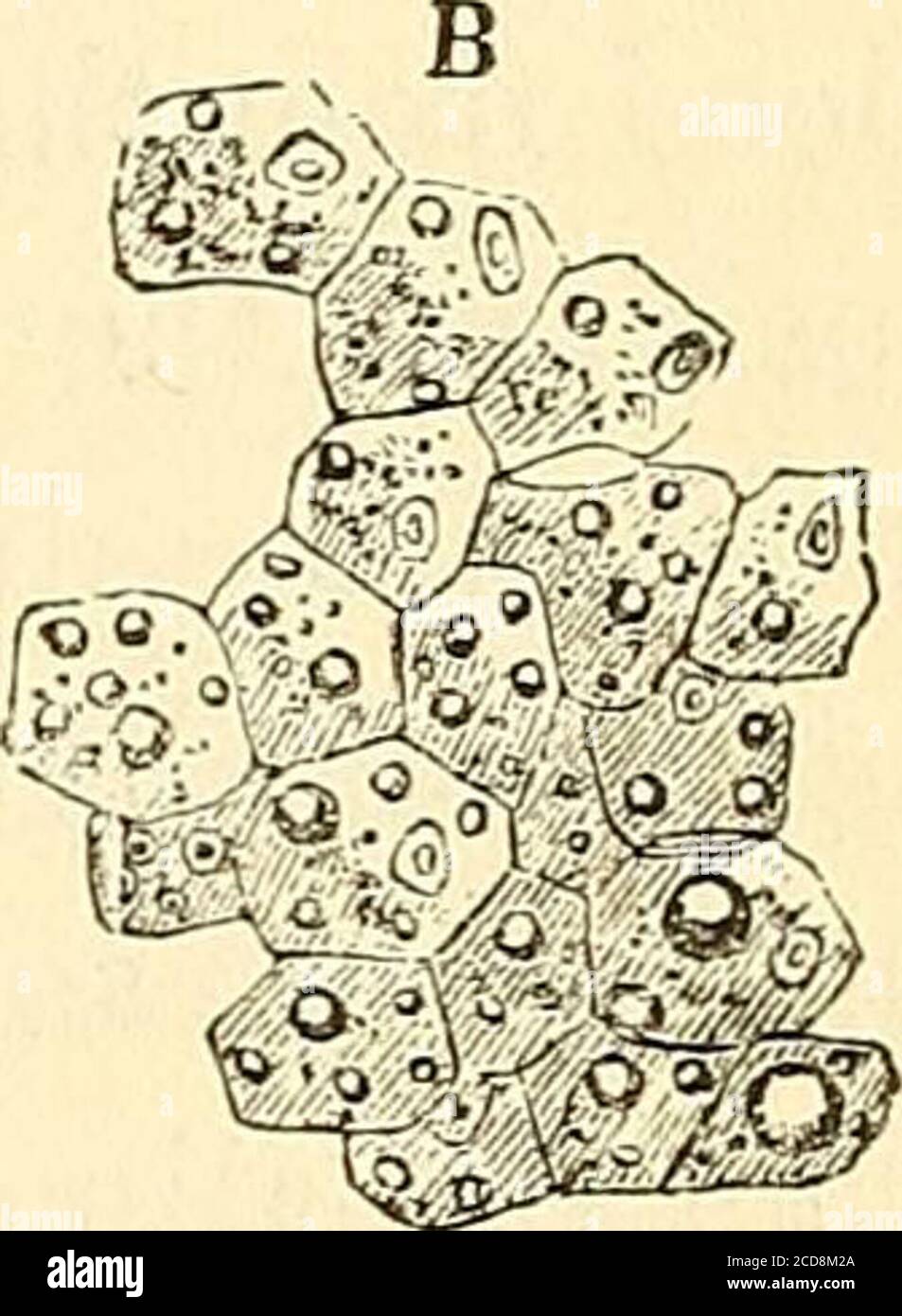 . Hand-book of physiology . 254 digestion: composition uj^ xriE 1850 ...