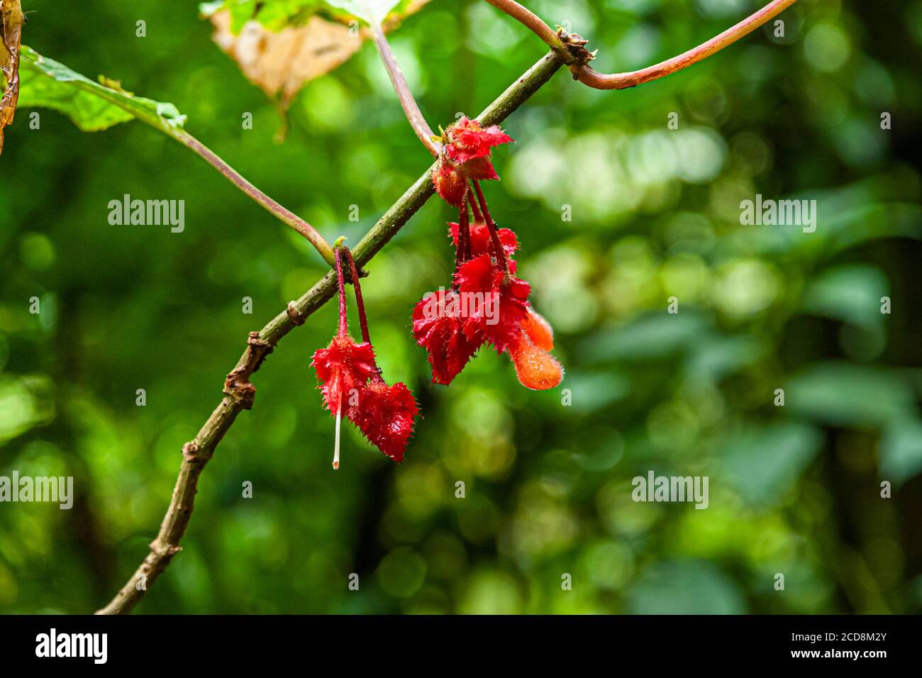 National Park of Tapanti near Orosi, Costa Rica Stock Photo - Alamy