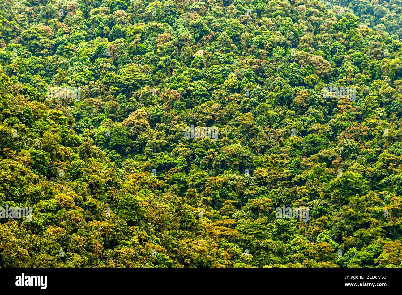 National Park of Tapanti near Orosi, Costa Rica Stock Photo - Alamy