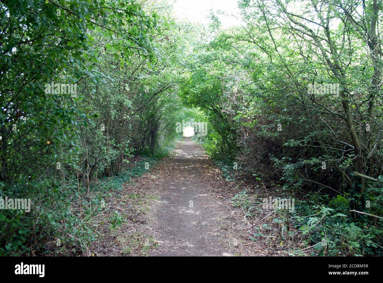 Path in the countryside with high overhanging hedges and trees each ...