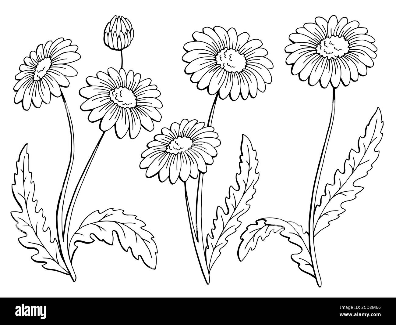 Daisy Drawing Outline Tumblr