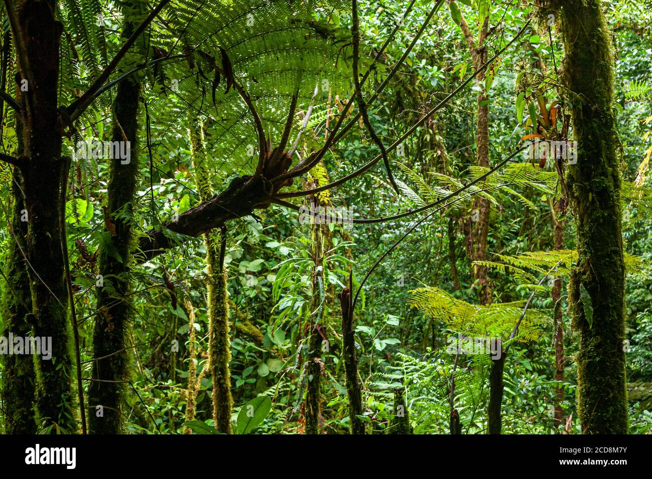 National Park of Tapanti near Orosi, Costa Rica Stock Photo - Alamy