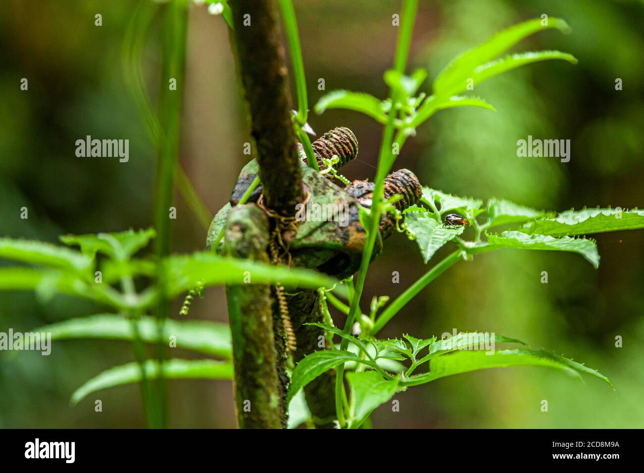 Plant clamps hi-res stock photography and images - Alamy