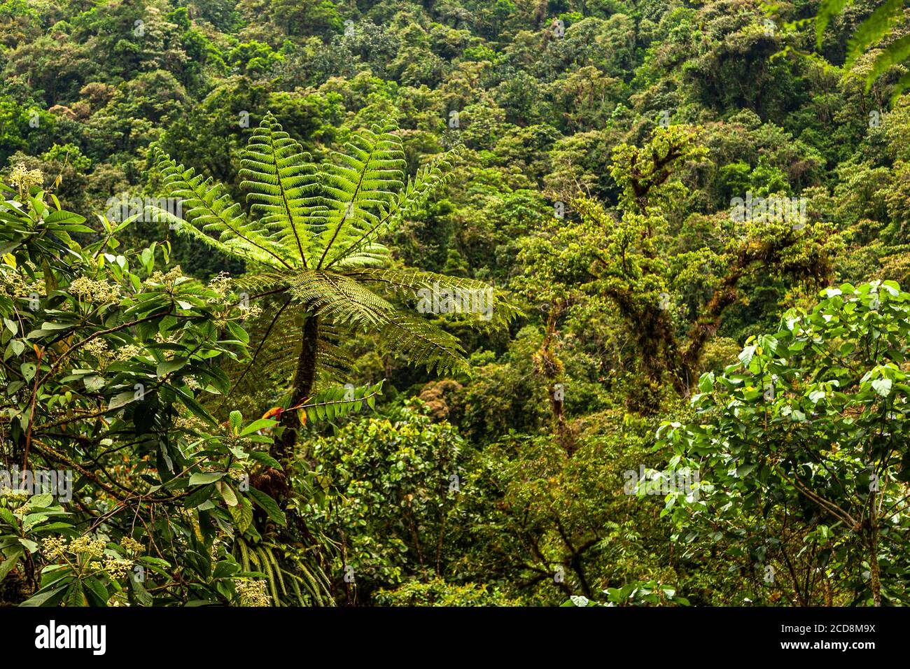 National Park of Tapanti near Orosi, Costa Rica Stock Photo - Alamy